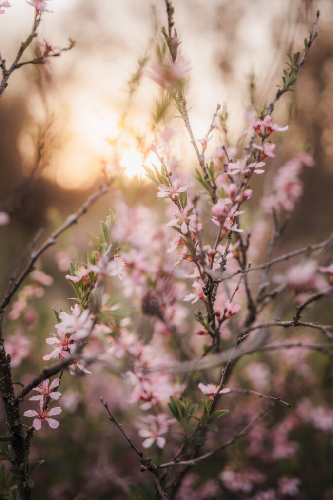 Spring Mini Sessions at the UW Arboretum – Madison, WI | Madison WI ...